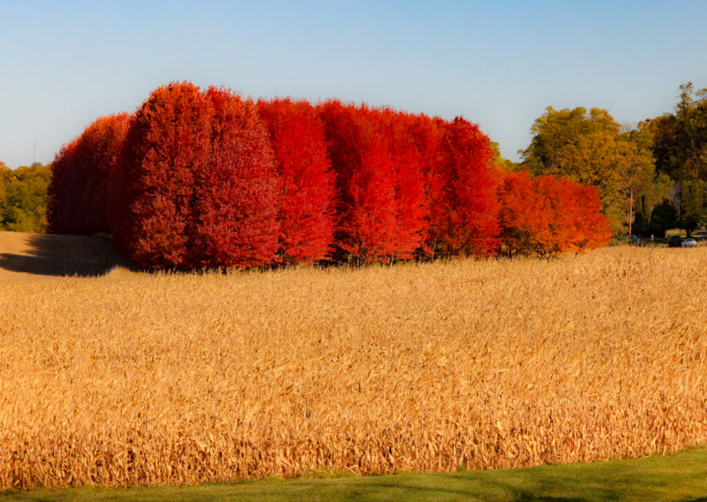Chasing the Fall Colors | Wisconsin State Climatology Office