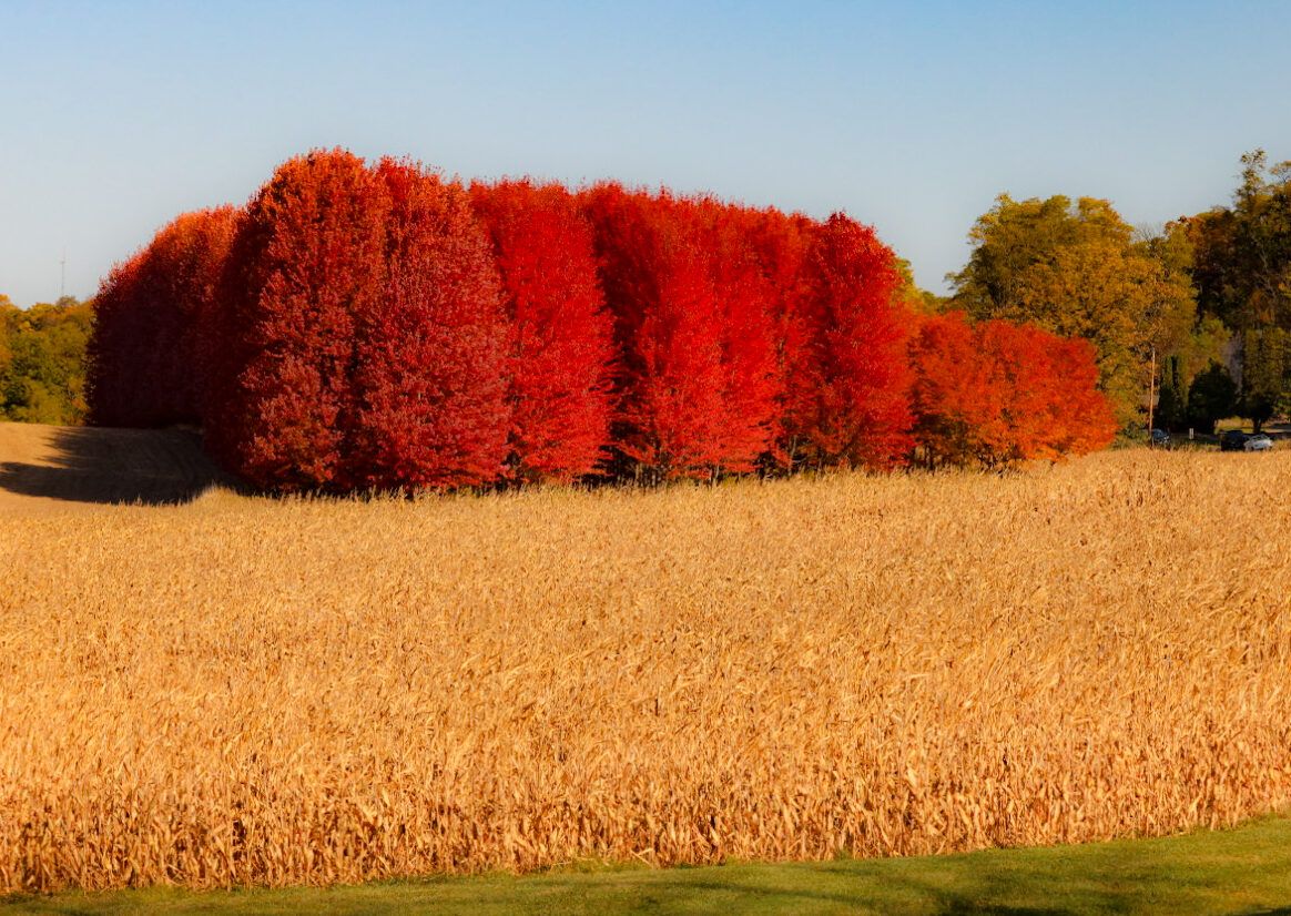 Chasing the Fall Colors | Wisconsin State Climatology Office